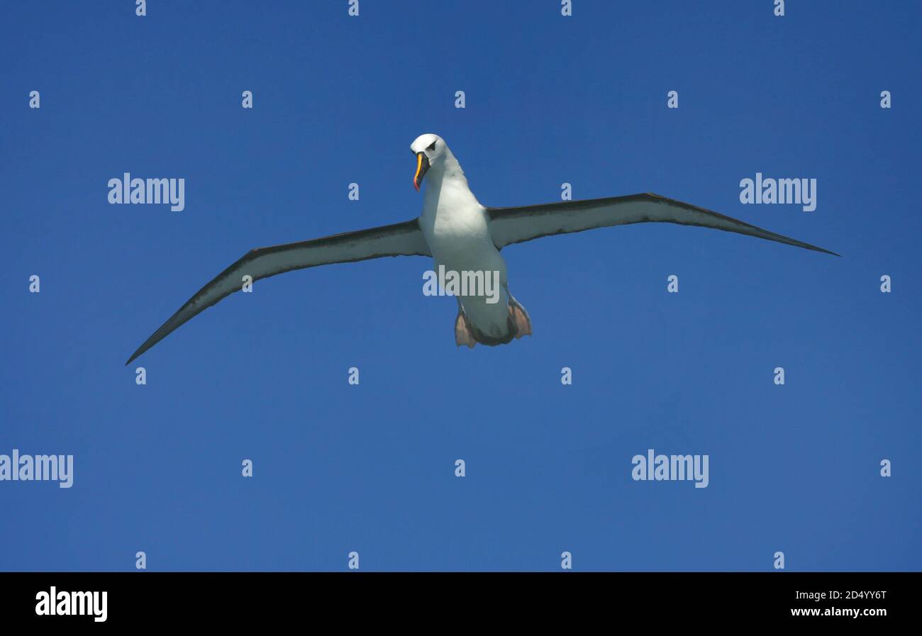 Atlantic yellow-nosed albatross (Thalassarche chlororhynchos), Adult in ...