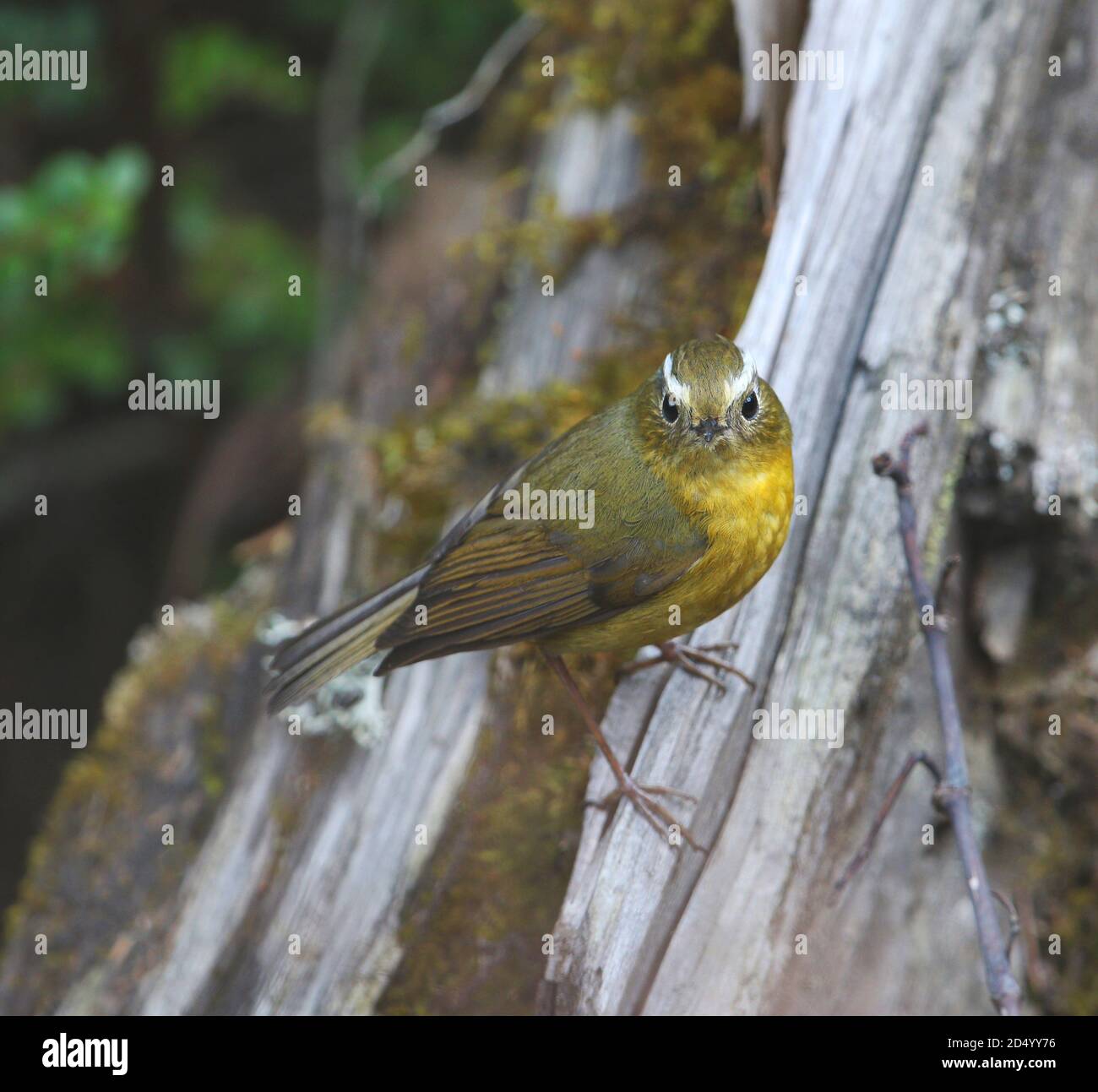 White-browed Bush-Robin (Tarsiger indicus), Female perched on a fallen ...