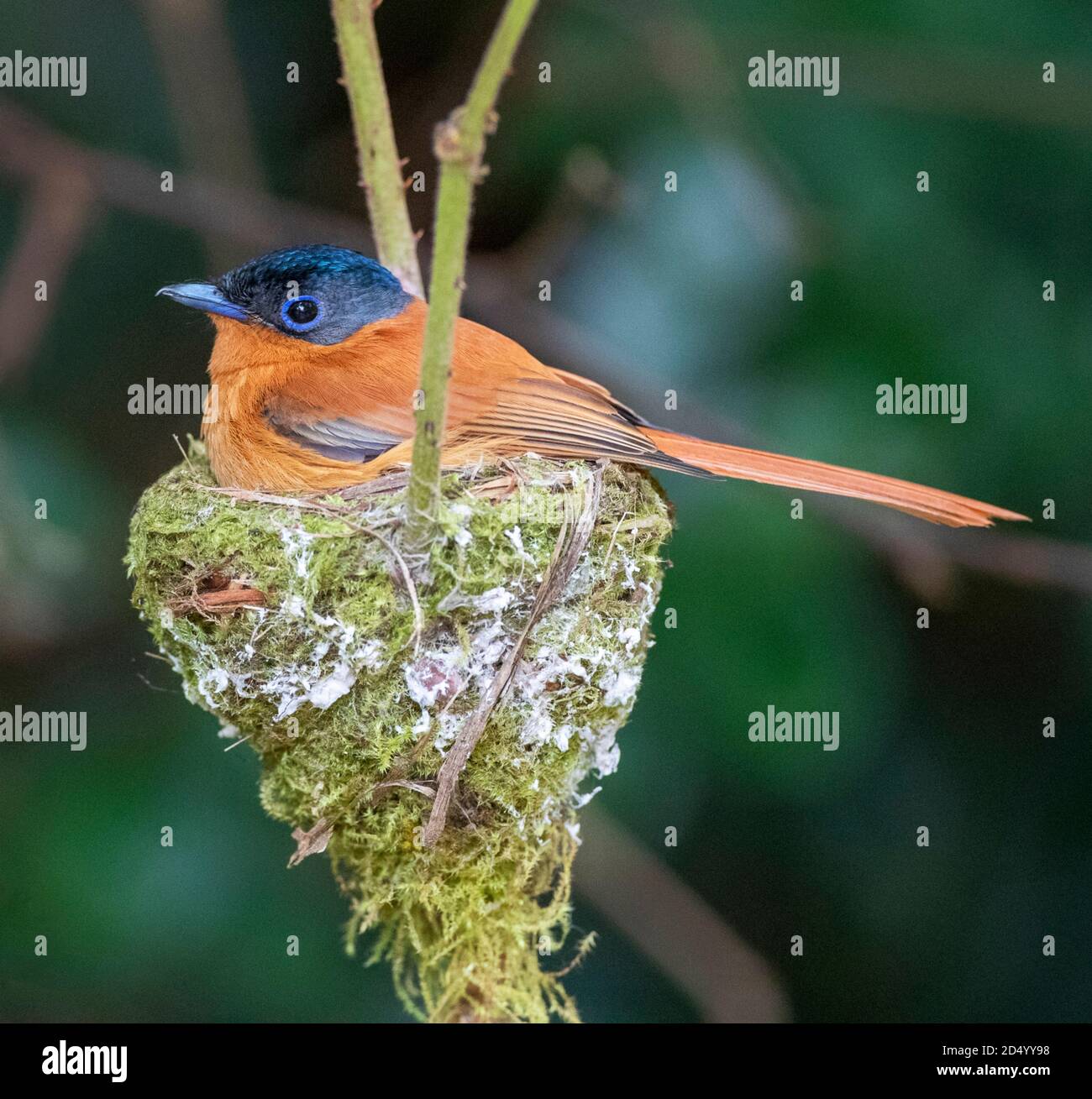Madagascar paradise flycatcher (Terpsiphone mutata), Female sitting on ...