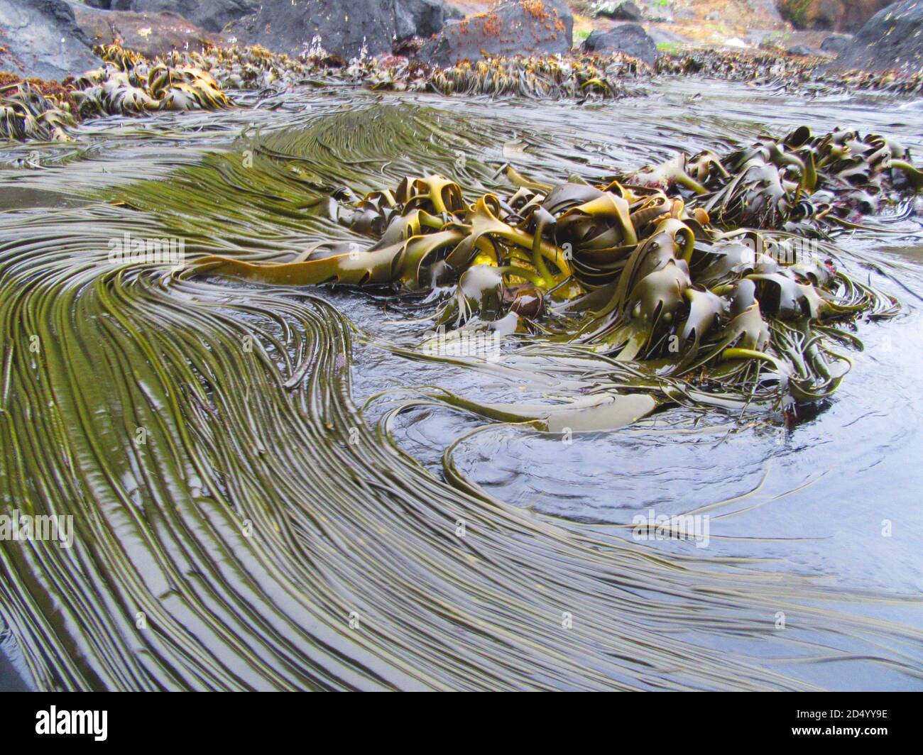 Kelp floating at the shore, attatched to the coast, New Zealand ...