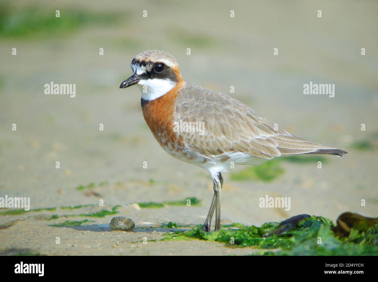 Lesser sand plover (Charadrius mongolus), Adult male, South Korea ...
