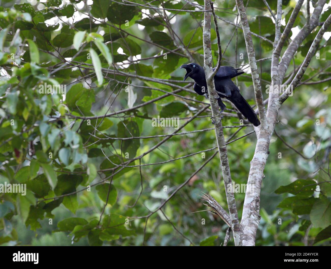 Moluccan crow, Long-billed Crow (Corvus validus), perched on a tree, endemic to the Northern ...