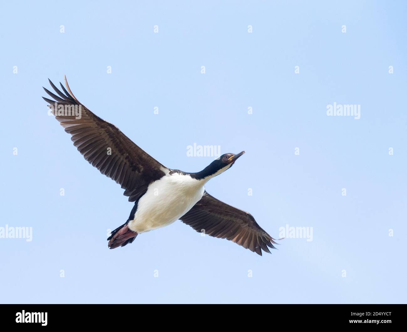 Auckland shag, Auckland Islands shag (Leucocarbo colensoi ...