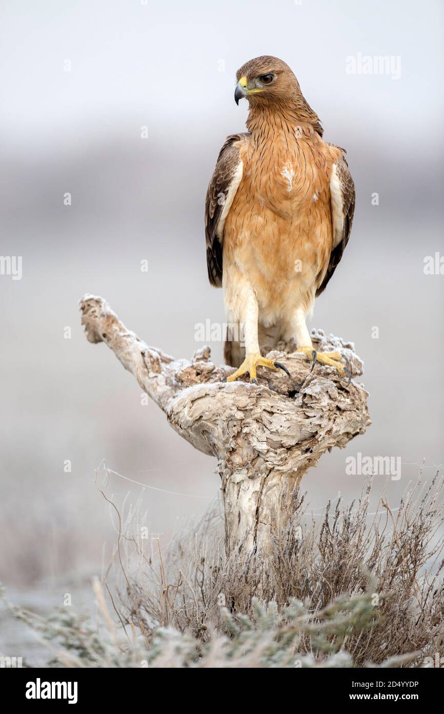 Bonellis eagle, Bonelli's Eagle (Hieraaetus fasciatus, Aquila fasciata ...