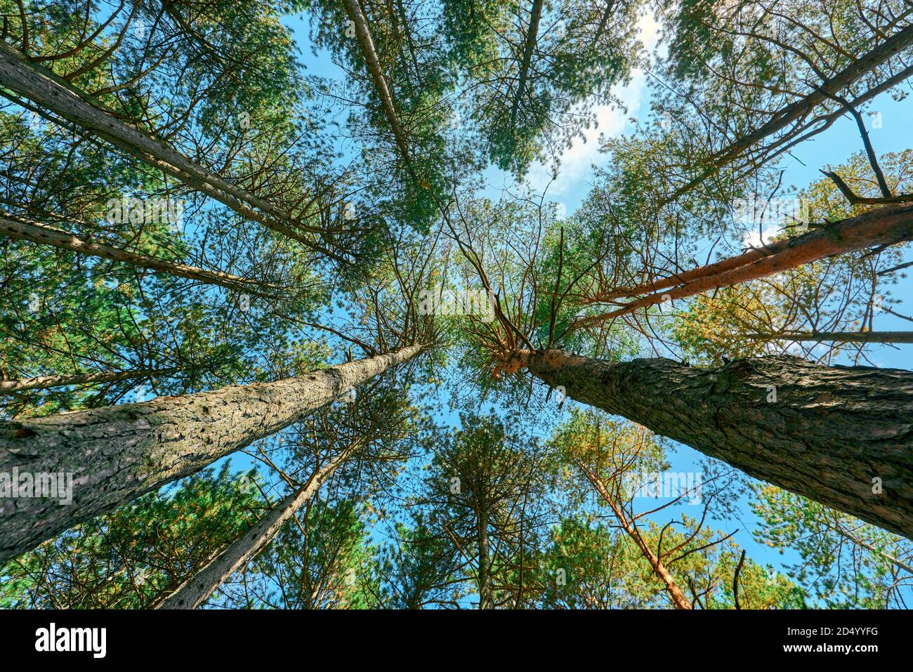 Tall pine tree hi-res stock photography and images - Alamy