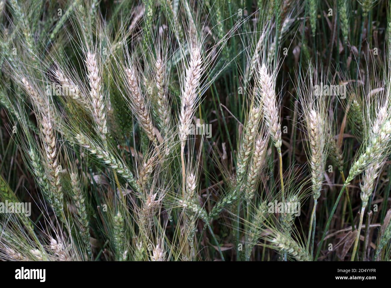 Cheyenne pickle wheat hi-res stock photography and images - Alamy