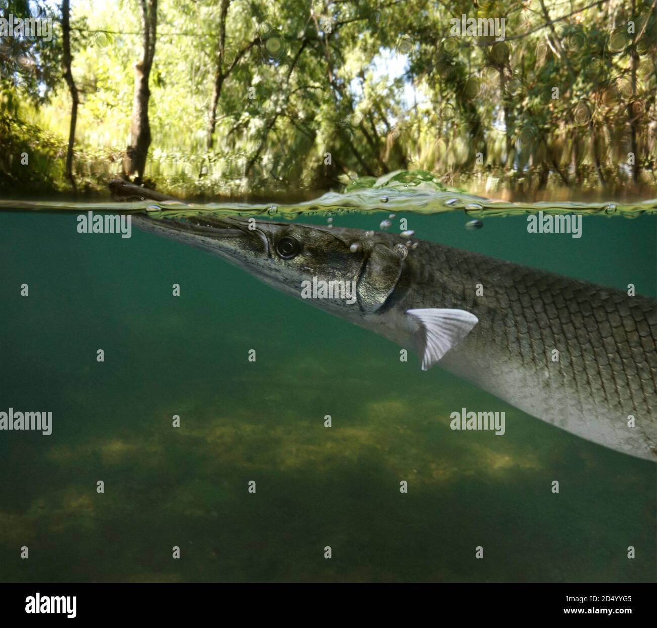 Primitive Characteristics High Resolution Stock Photography and Images ...