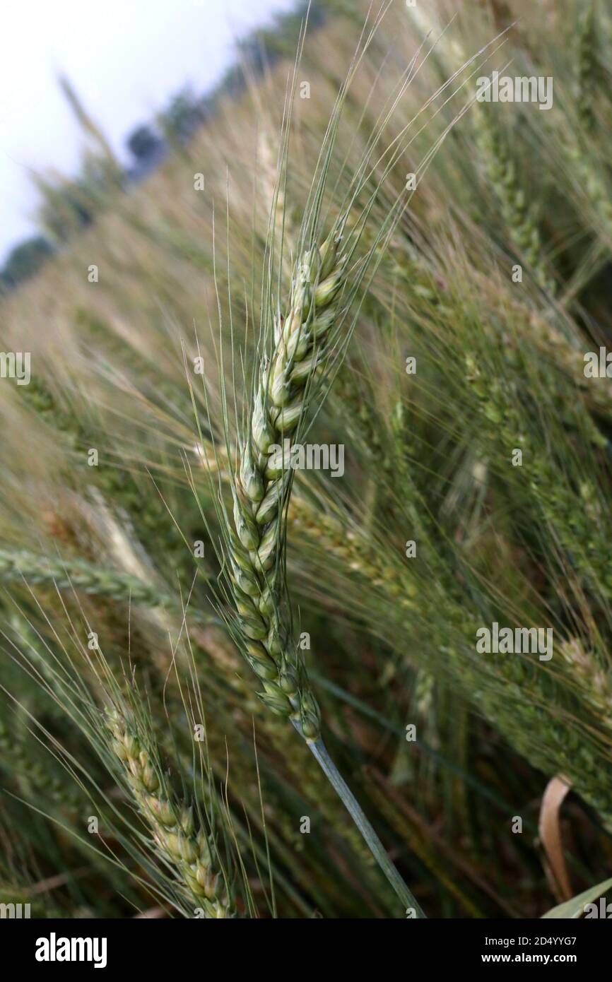 What happened to pickle wheat from swamp people hi-res stock ...