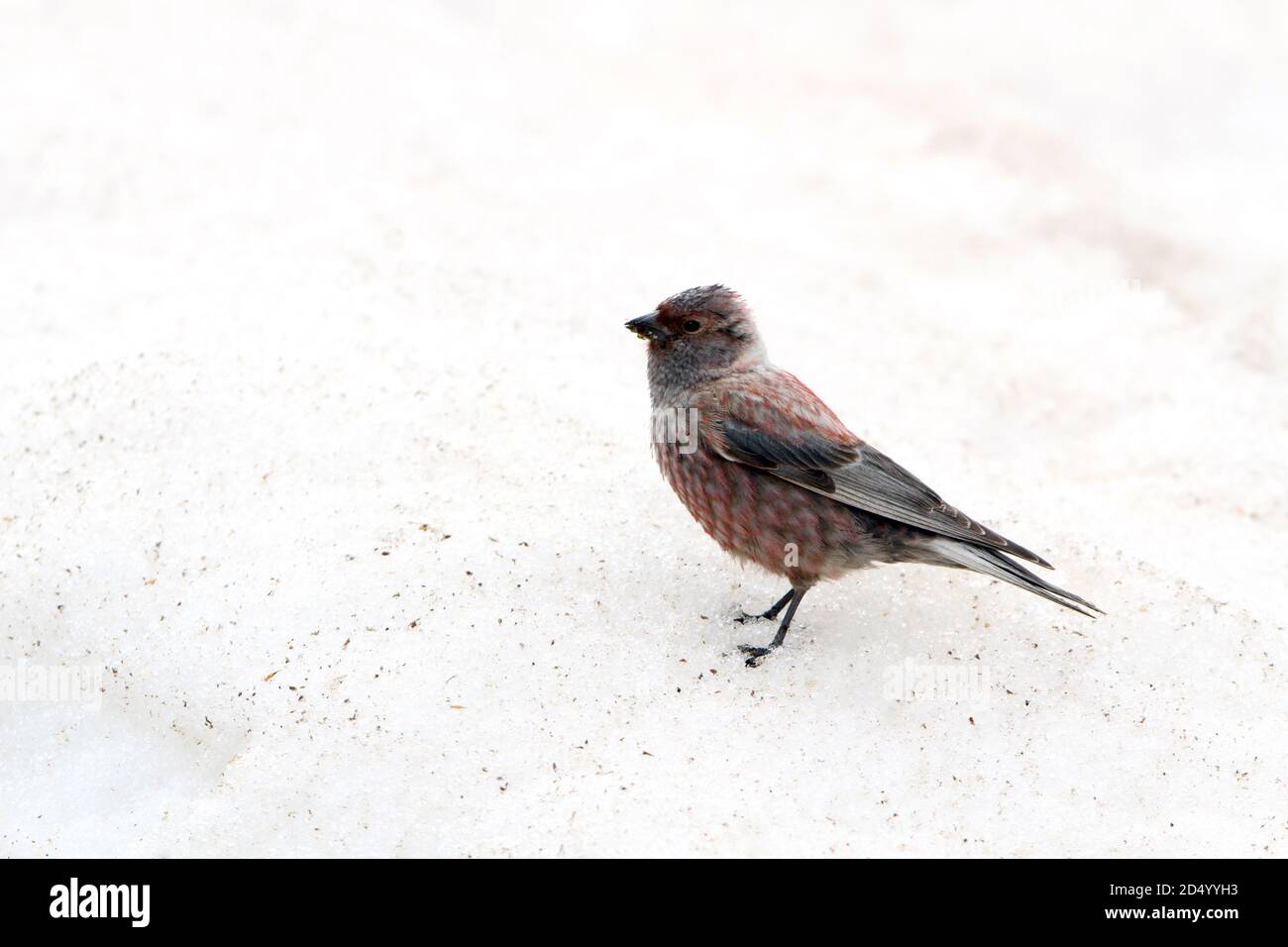 Rosy finch hi-res stock photography and images - Alamy
