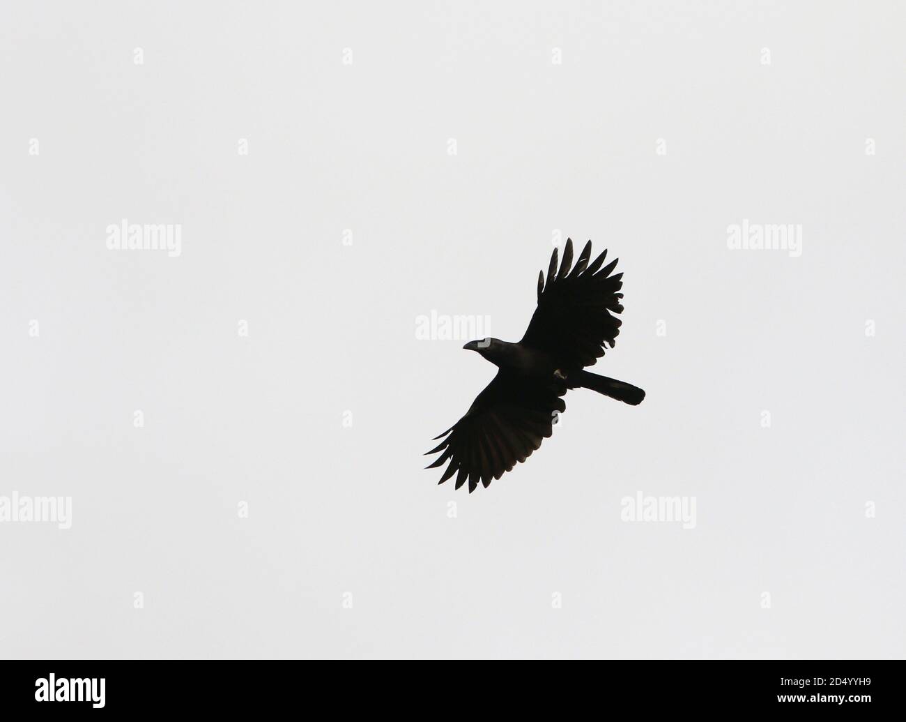flores crow (Corvus florensis), in flight, Indonesia, Lesser Sundas ...