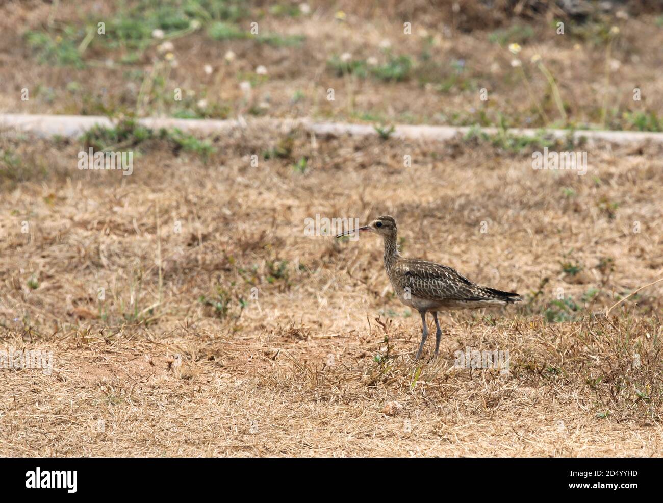 little curlew (Numenius minutus), resting on Tanimbar during autumn ...