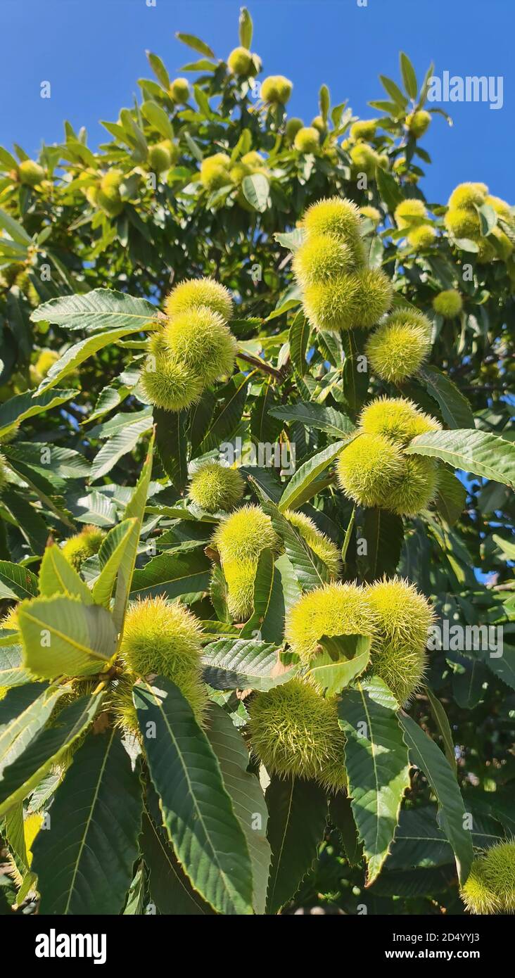 Botany fruit fruits plant plants chestnut chestnuts tree trees hi-res ...