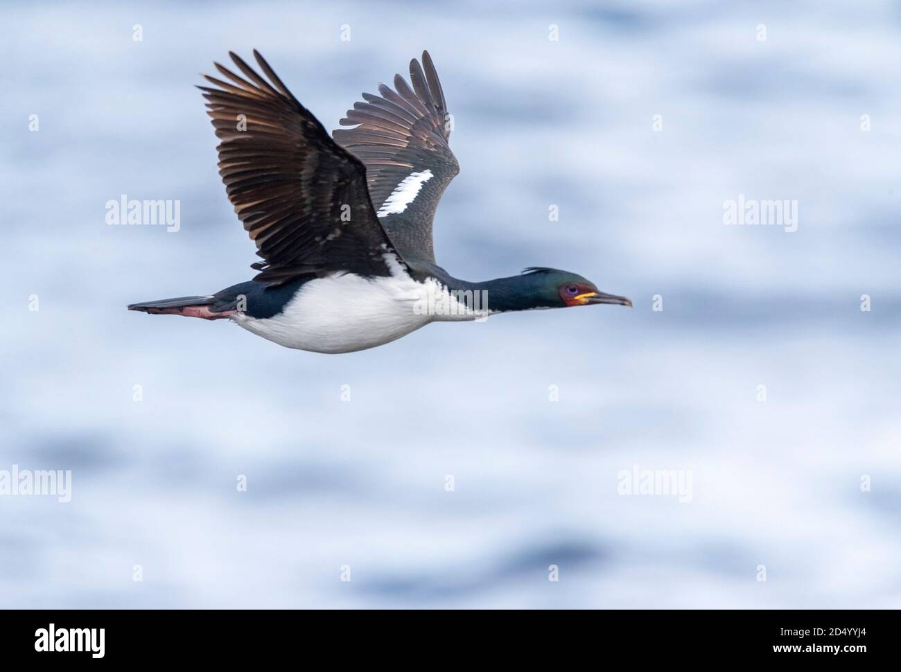 Auckland shag, Auckland Islands shag (Leucocarbo colensoi ...