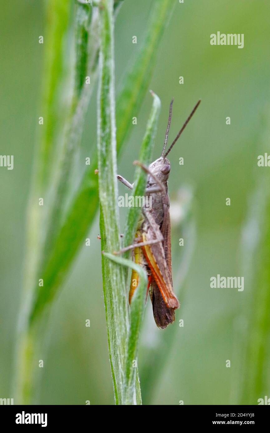 Field grasshopper, Common field grasshopper (Chorthippus brunneus ...