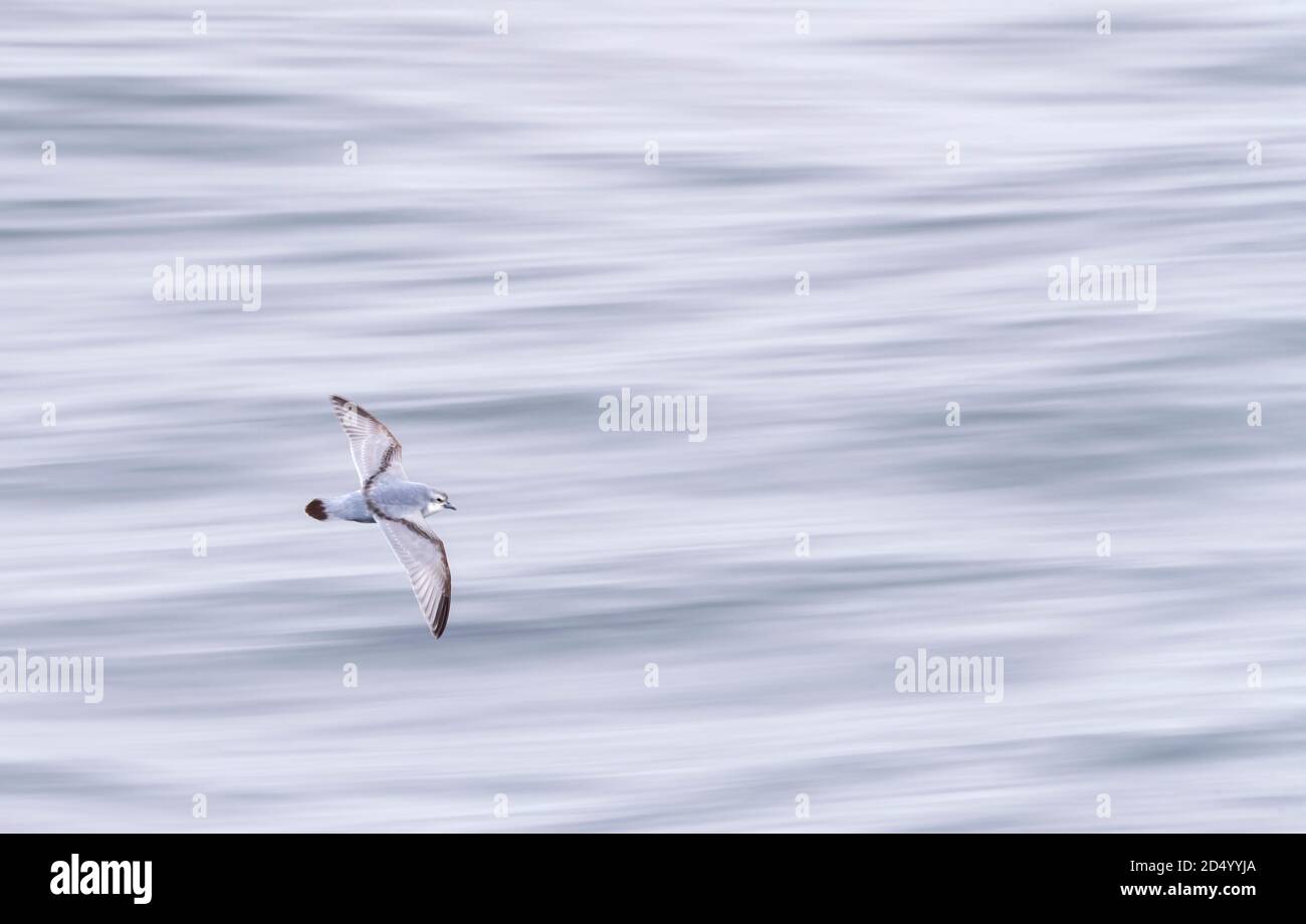 Thick-billed prion, Fulmar Prion (Pachyptila crassirostris), in flight ...