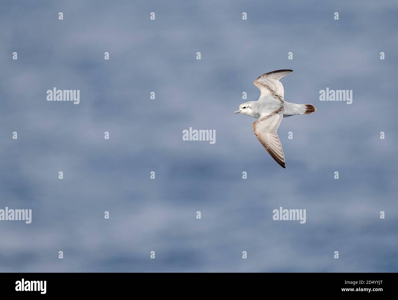 Thick-billed prion, Fulmar Prion (Pachyptila crassirostris), in flight ...