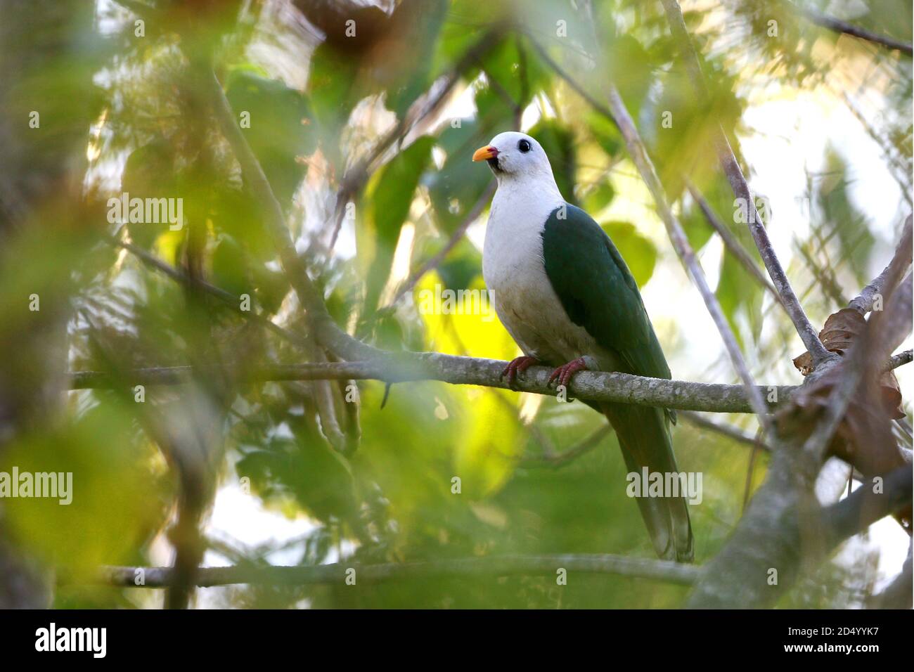 Banggai Fruit-dove (Ptilinopus subgularis, Ramphiculus subgularis ...