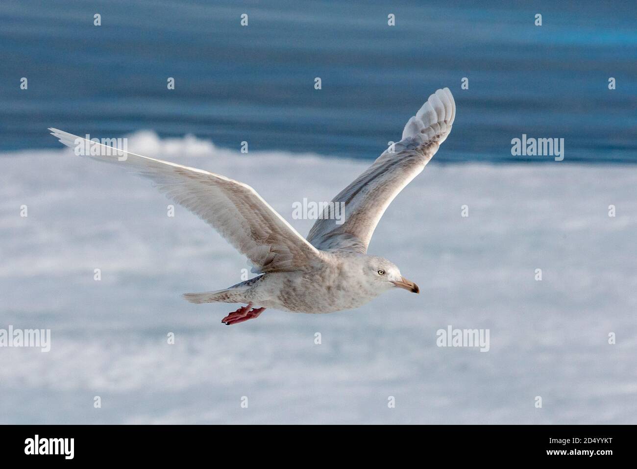 glaucous gull (Larus hyperboreus), Immature flying above the drift ice ...