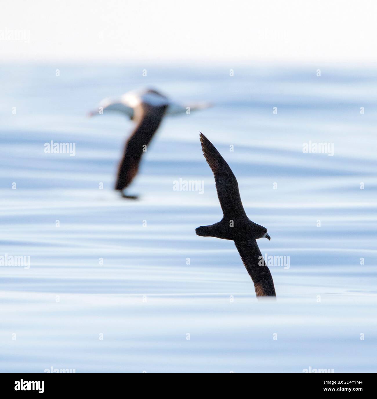 Birds with grey back hi-res stock photography and images - Alamy