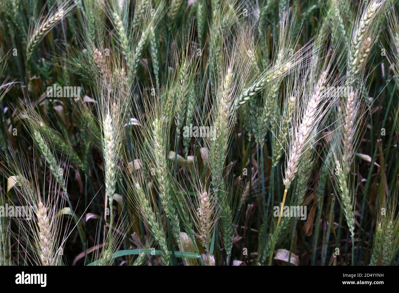 What happened to pickle wheat from swamp people hi-res stock ...