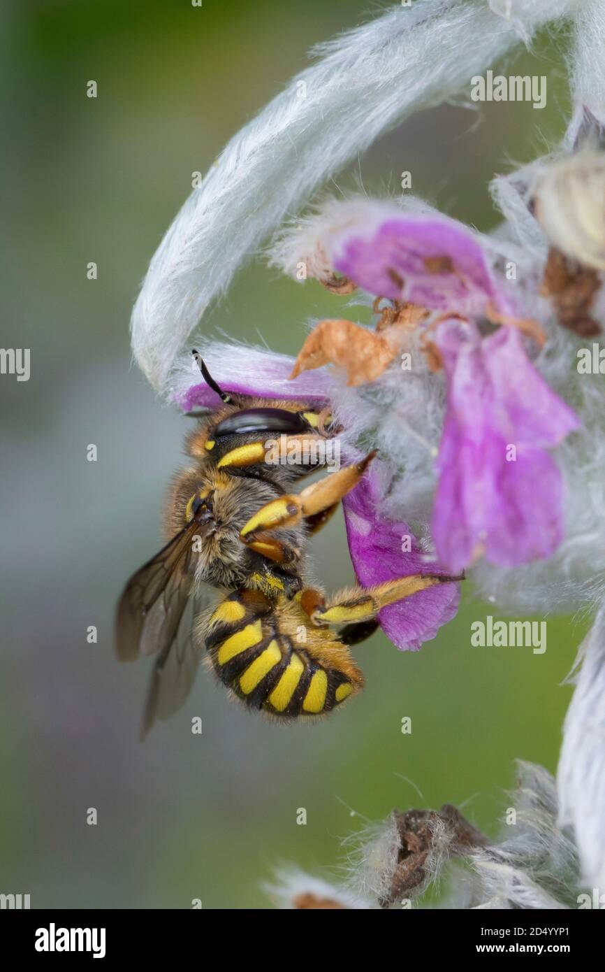 Wool carder bee (Anthidium manicatum, Anthidium maculatum), female at ...