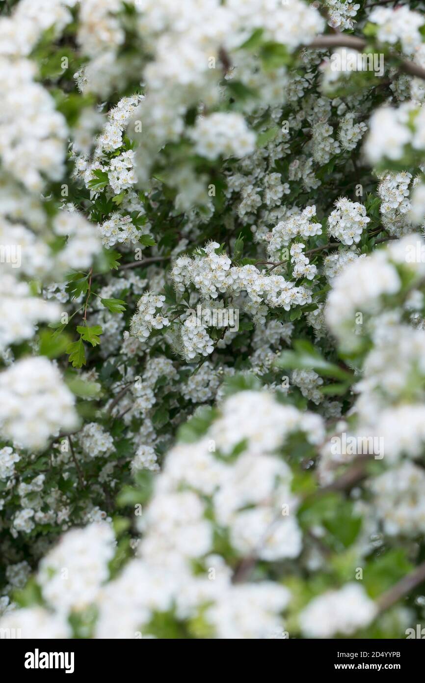 common hawthorn, singleseed hawthorn, English hawthorn (Crataegus ...