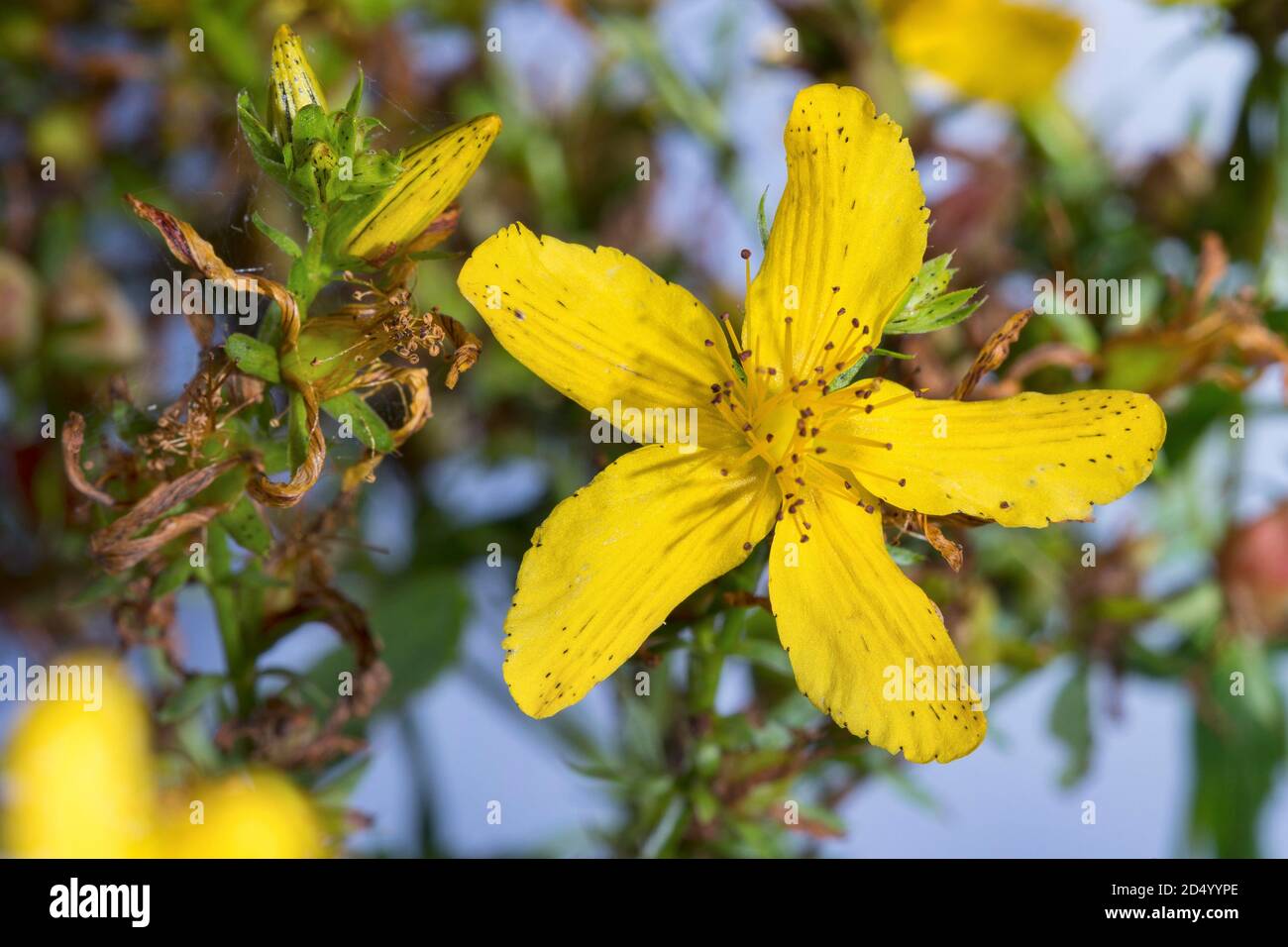 Common St Johns-wort, perforate St Johns-wort, klamath weed, St. Johns ...