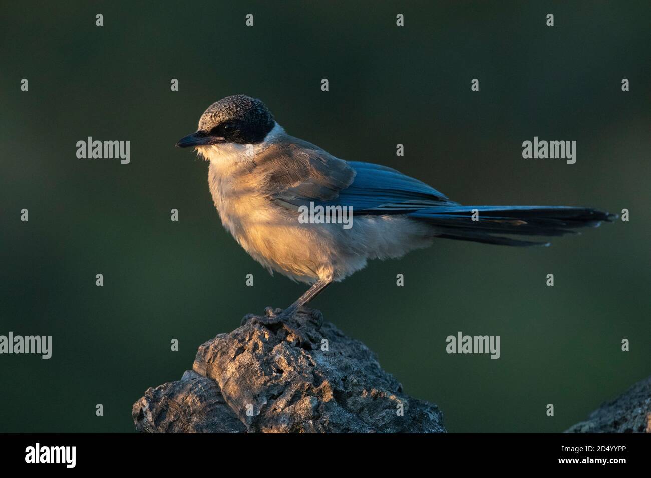 Iberian azure winged magpies hi-res stock photography and images - Alamy