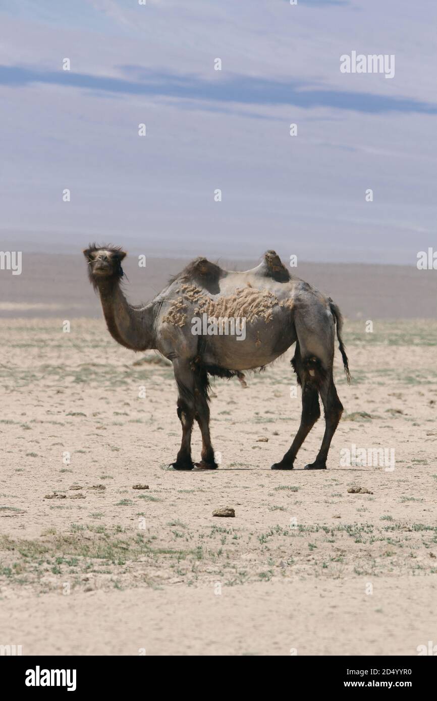Bactrian camel, two-humped camel (Camelus bactrianus), in the desert of ...
