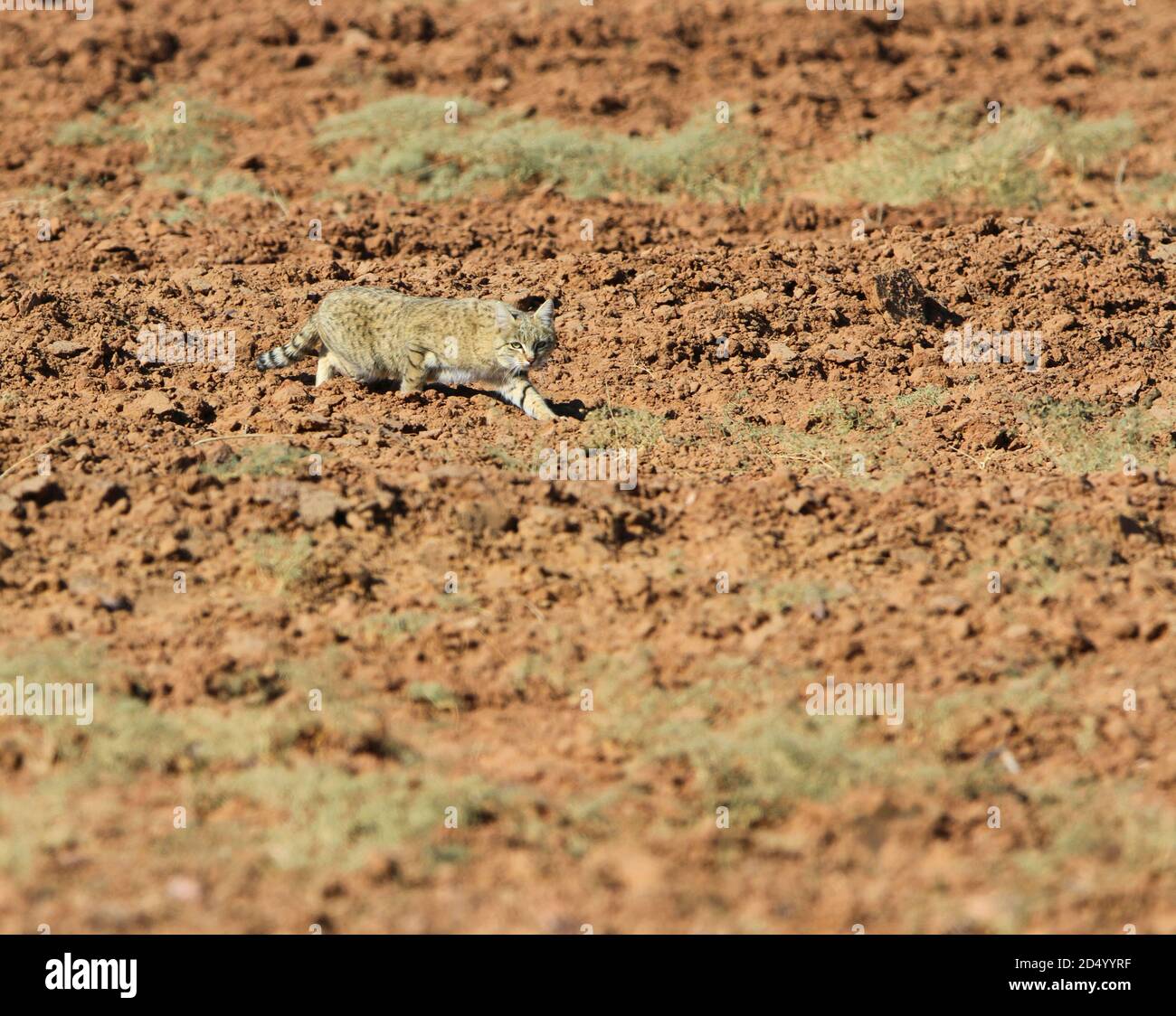 sand cat (Felis margarita), walking through the desert, India, Desert ...