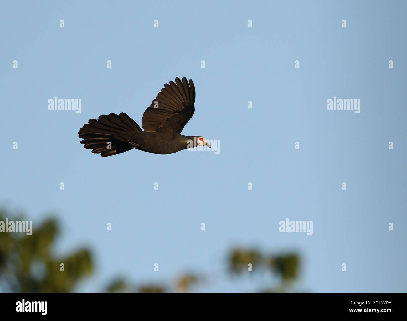 Sula cuckoo dove hi-res stock photography and images - Alamy