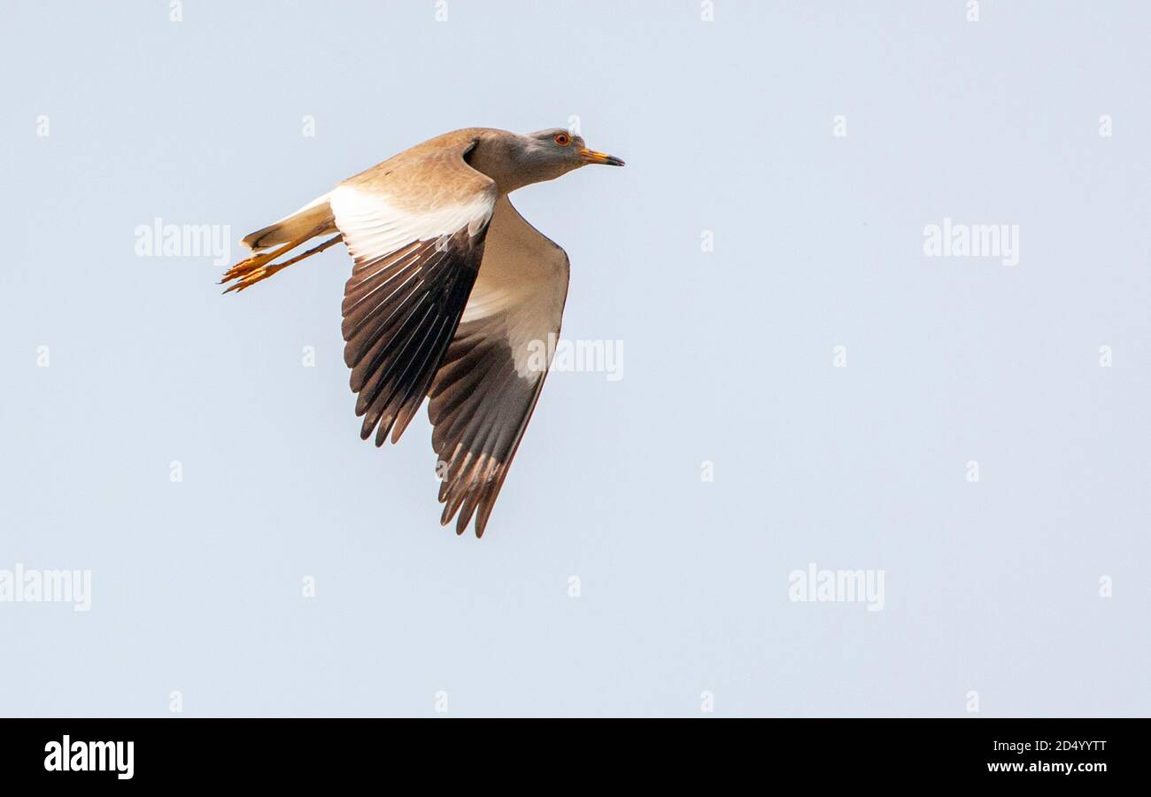 grey-headed lapwing (Vanellus cinereus), in flight, showing upper wing ...