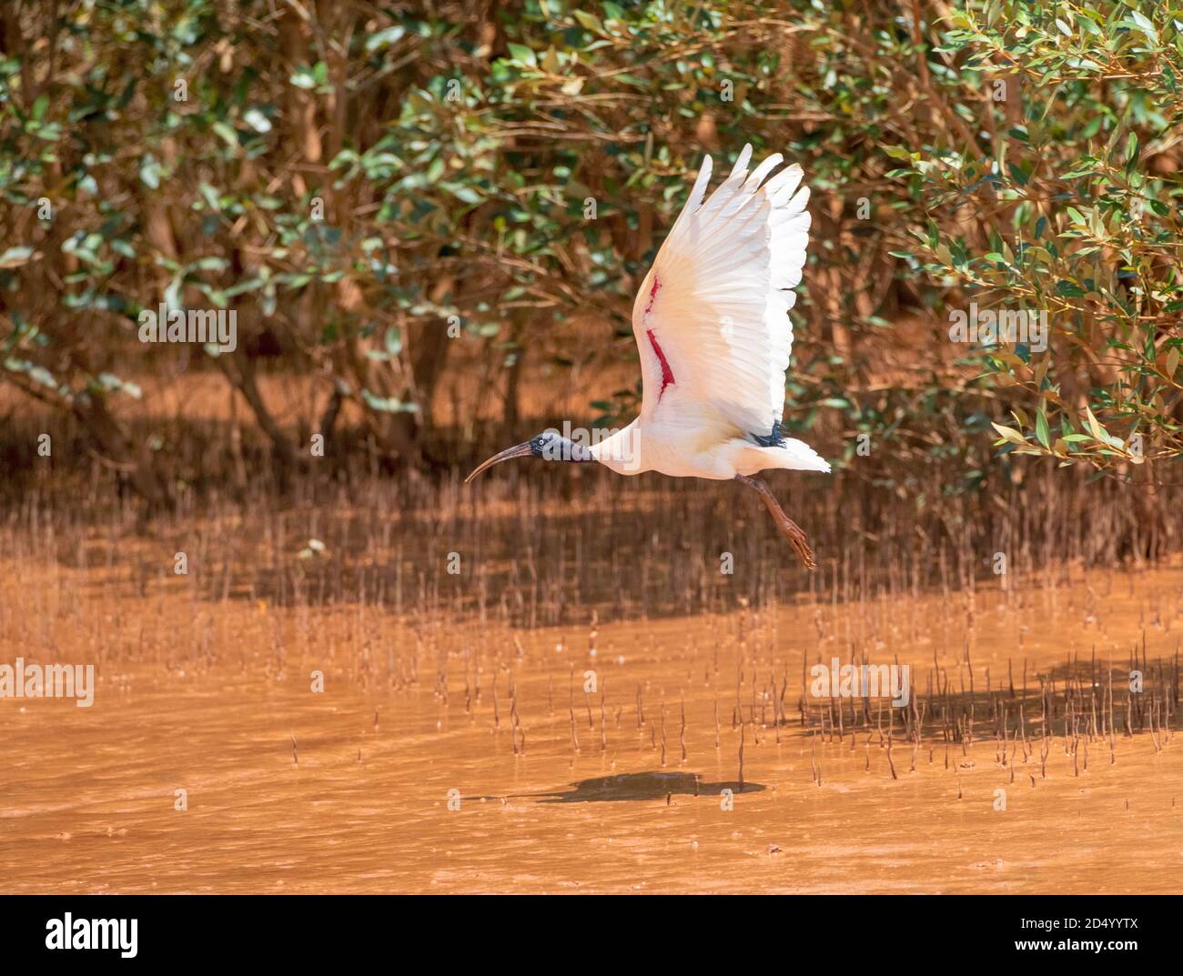 Malagasy sacred ibis (Threskiornis bernieri, Threskiornis bernieri ...