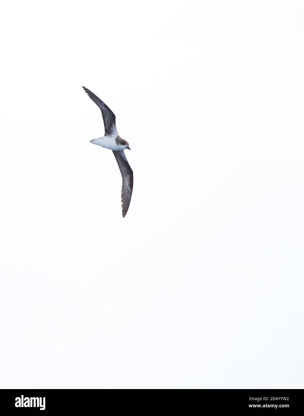 Desertas Petrel (Pterodroma deserta), flying, Madeira, At sea Stock ...