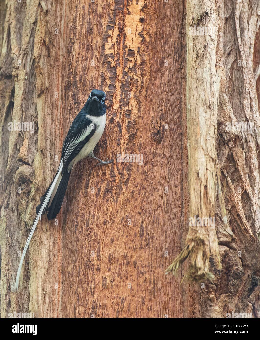 Madagascar paradise flycatcher (Terpsiphone mutata), Dark morph male ...