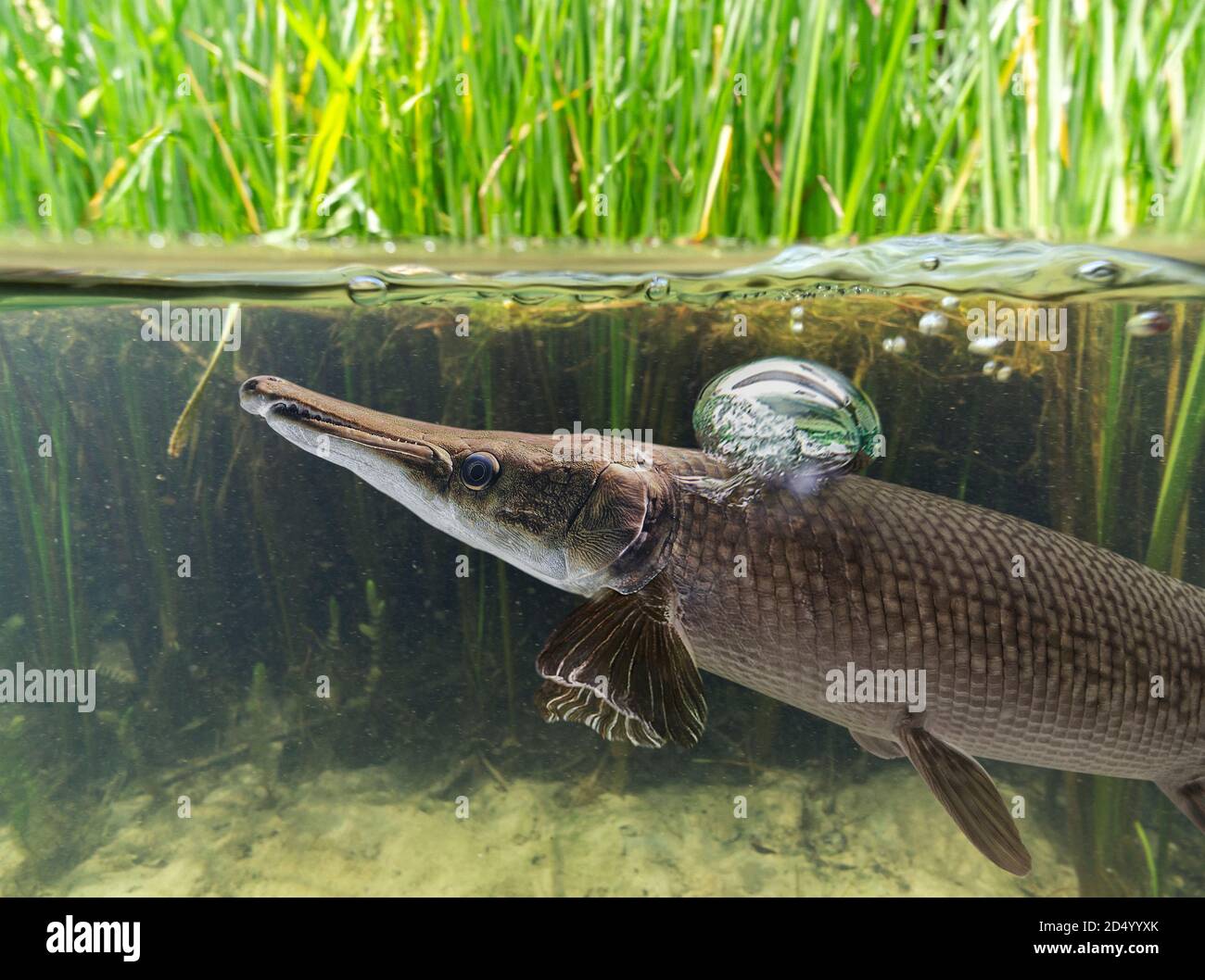 Atractosteus Spatula High Resolution Stock Photography and Images - Alamy