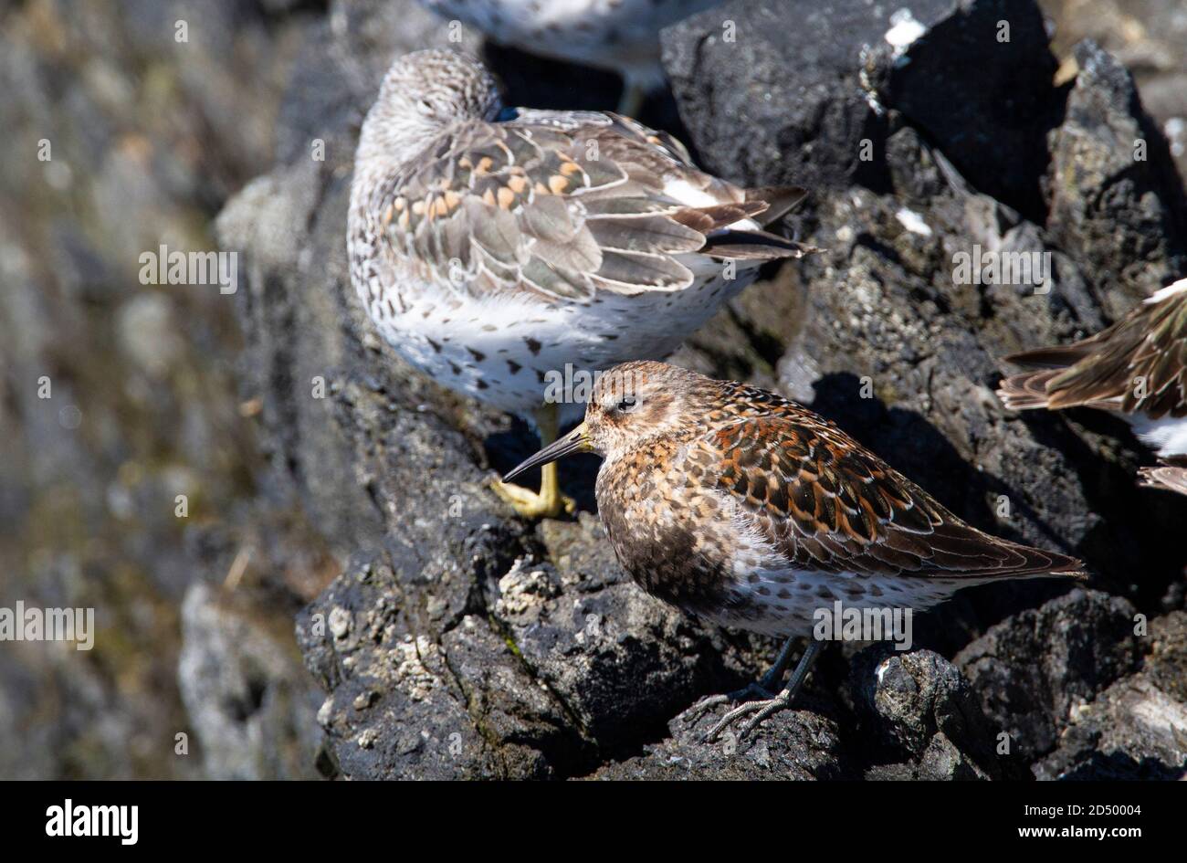 rock sandpiper (Calidris ptilocnemis), Adult in full breeding plumage ...