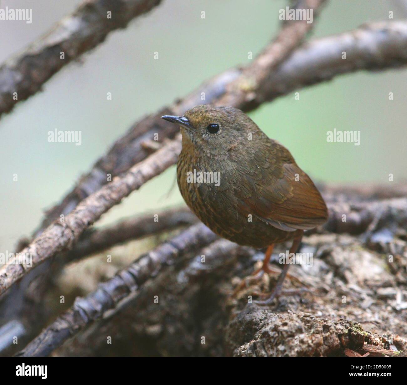 Indian wren bird hi-res stock photography and images - Alamy
