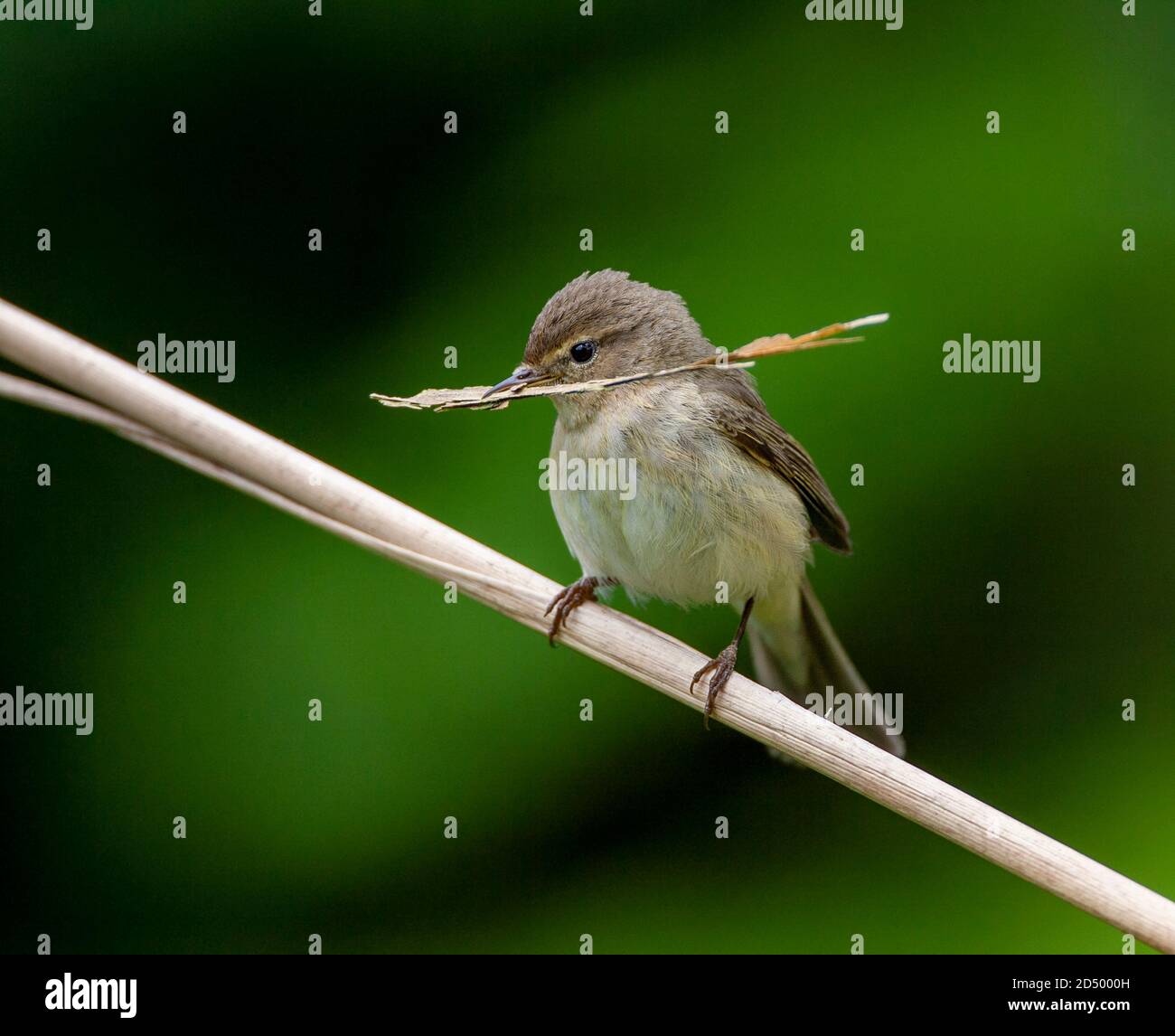 Chiffchaff nest phylloscopus collybita hi-res stock photography and ...