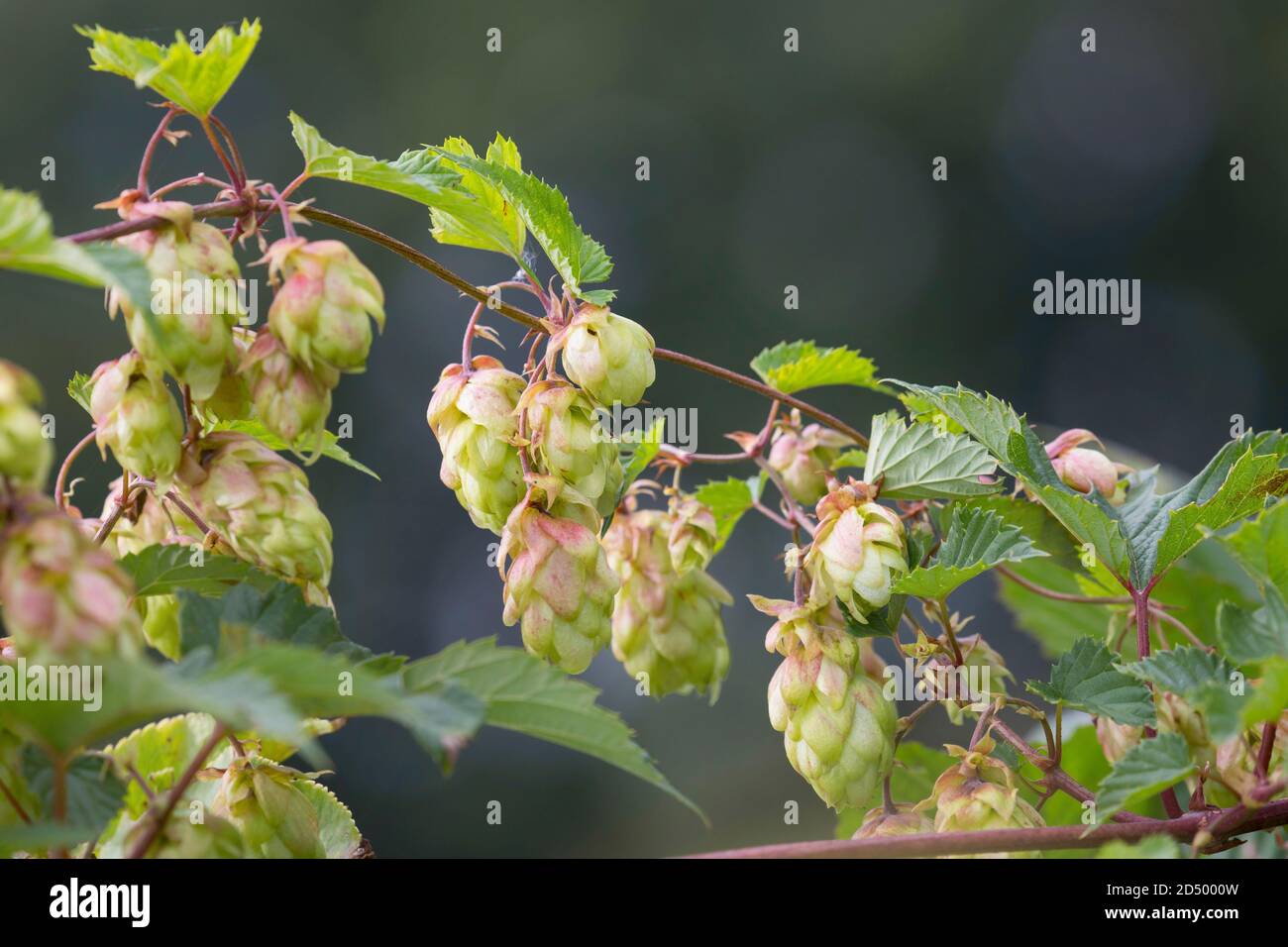 common hop (Humulus lupulus), female plant with infructescences ...