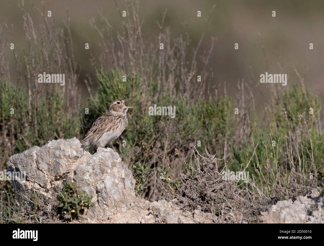dupont's lark (Chersophilus duponti, Chersophilus duponti duponti ...