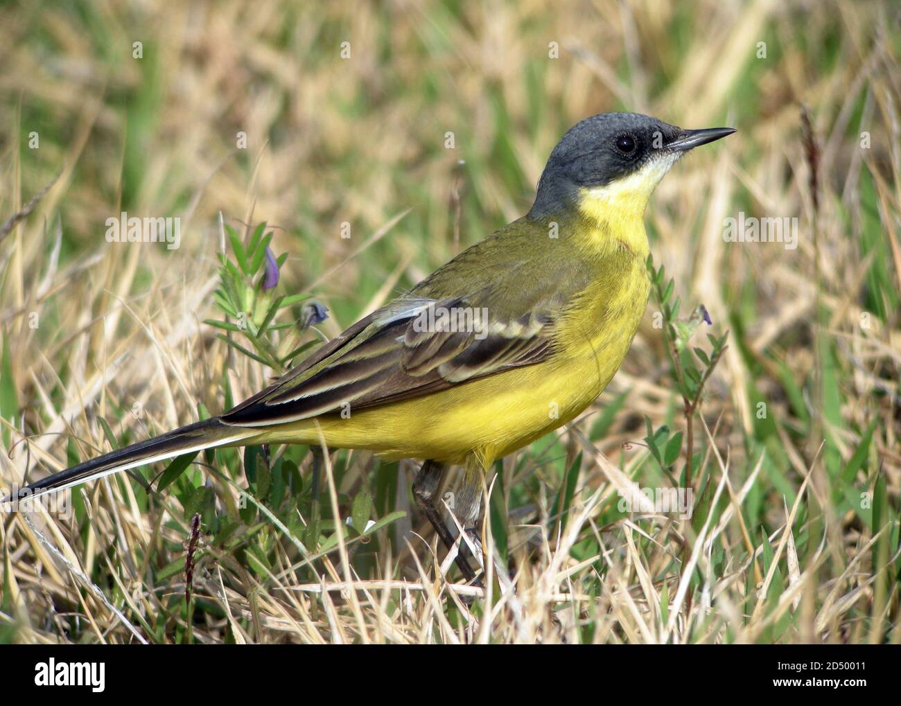 Eastern Yellow Wagtail (Motacilla tschutschensis macronyx, Motacilla ...