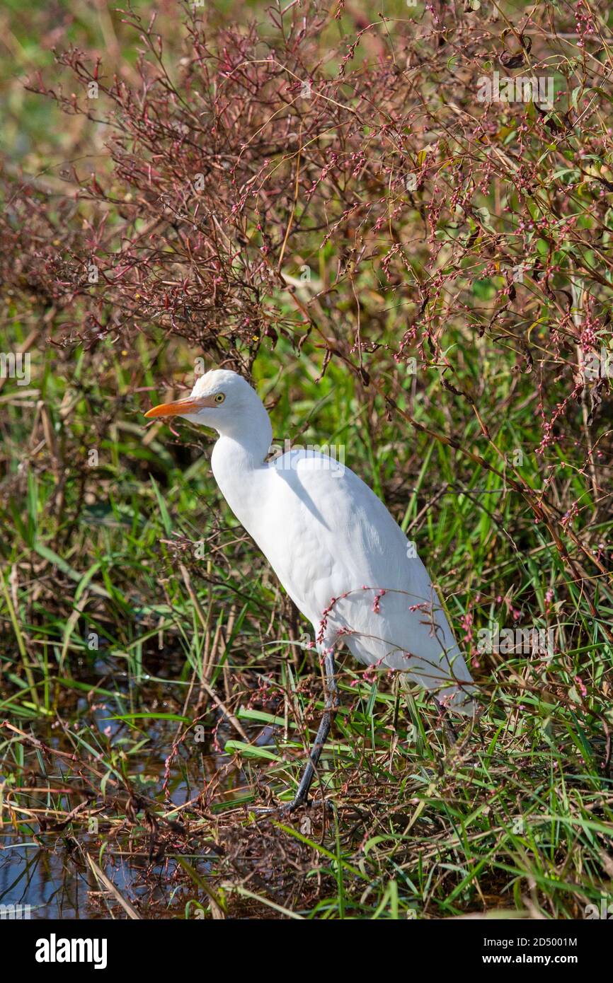 Eastern Cattle Egret (Bubulcus coromandus), standing on the edge of a ...