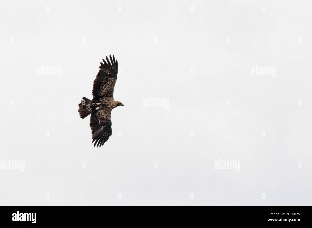 imperial eagle (Aquila heliaca), Fourth calendar year Eastern Imperial ...