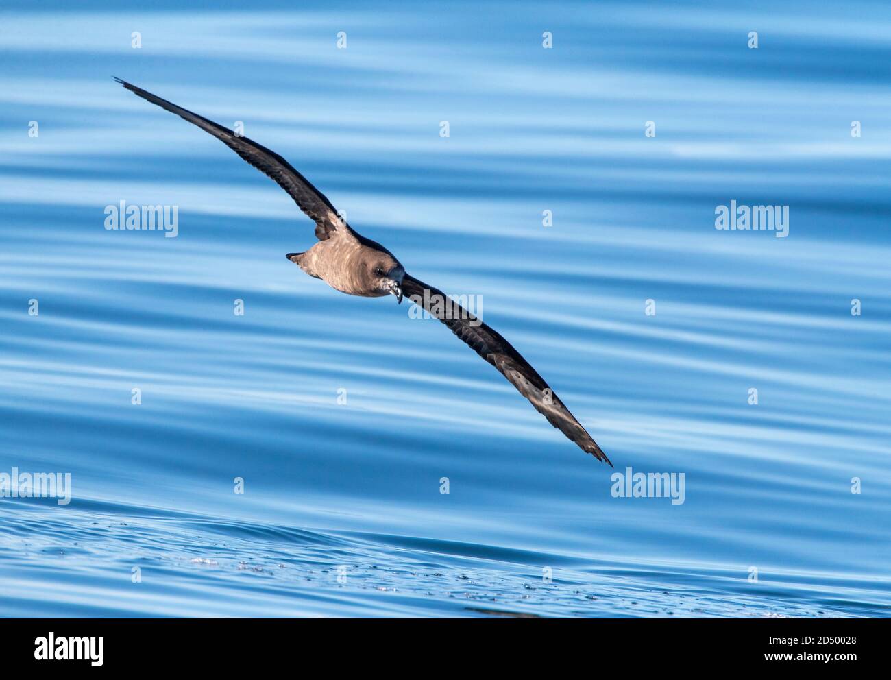 Grey-faced Petrel (Pterodroma gouldi), in flight over the sea, New ...