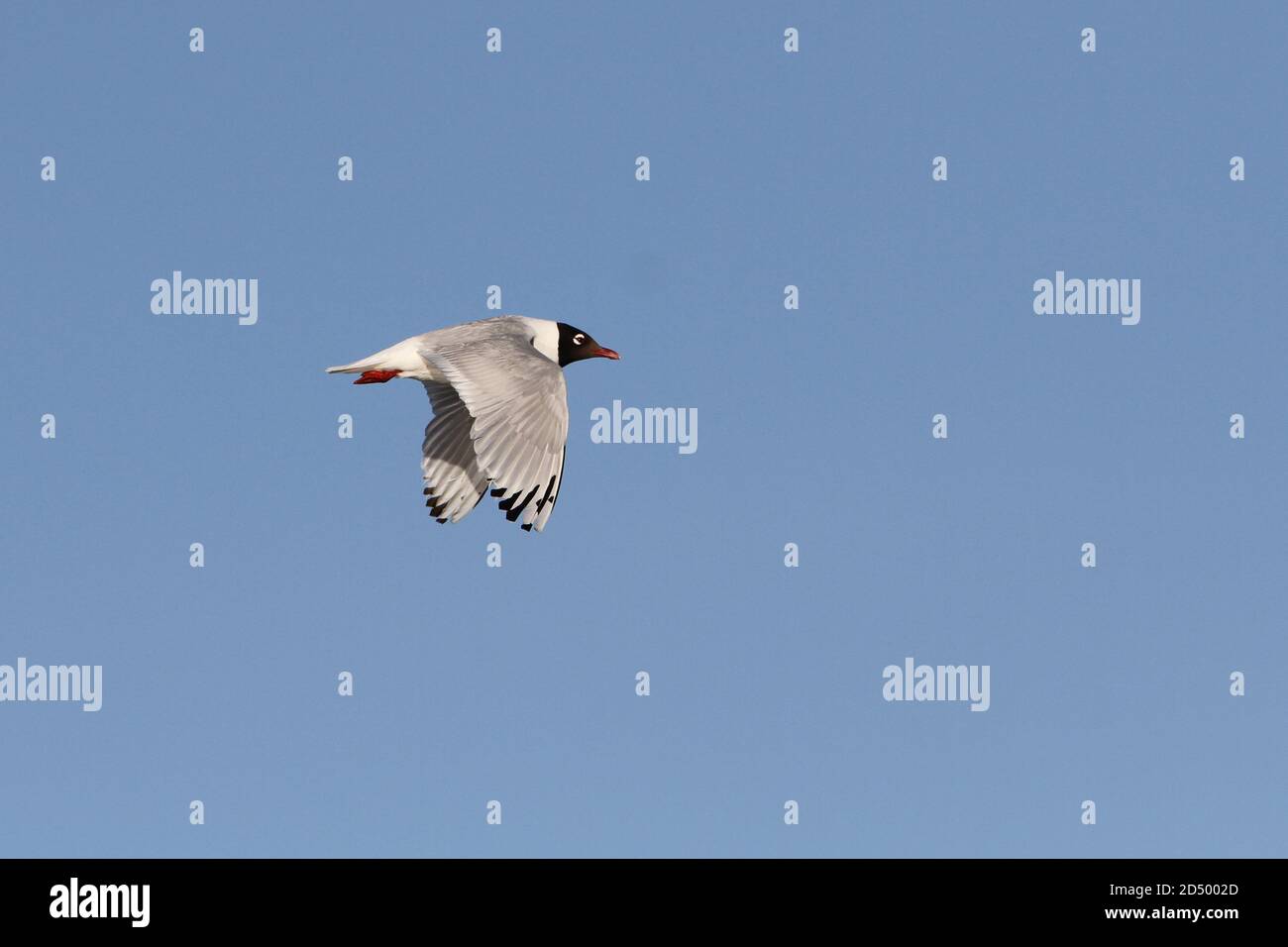 Relict animals hi-res stock photography and images - Alamy