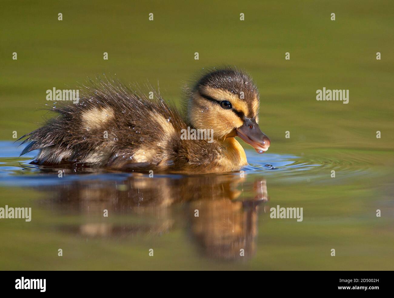 mallard (Anas platyrhynchos), swimming duckling, side view, Netherlands ...