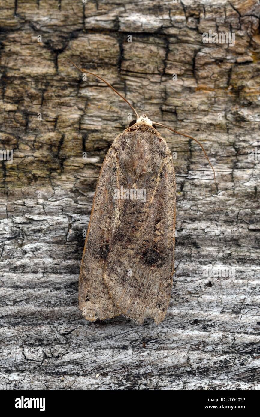 Large yellow underwing moth hi-res stock photography and images - Alamy