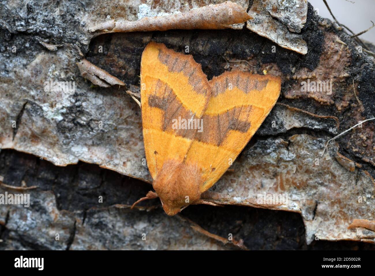 Centre barred moth hi-res stock photography and images - Alamy