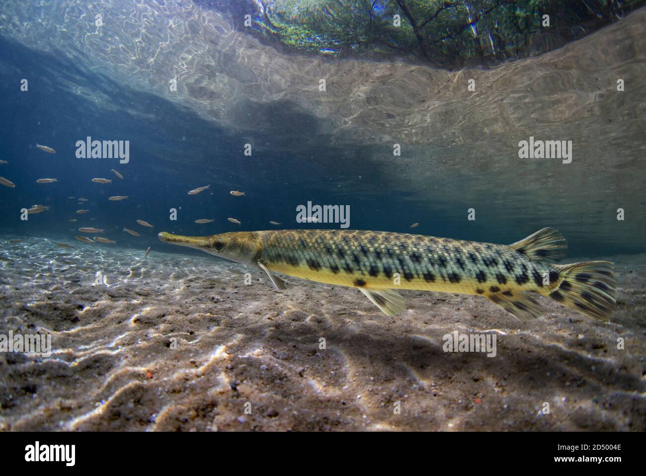 Fishes Bodies High Resolution Stock Photography and Images - Alamy